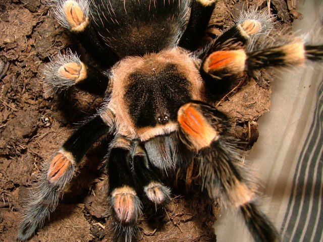 KEEPING INVERTEBRATES AS PETS