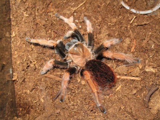 A Pictorial Guide To My Tarantula Collection