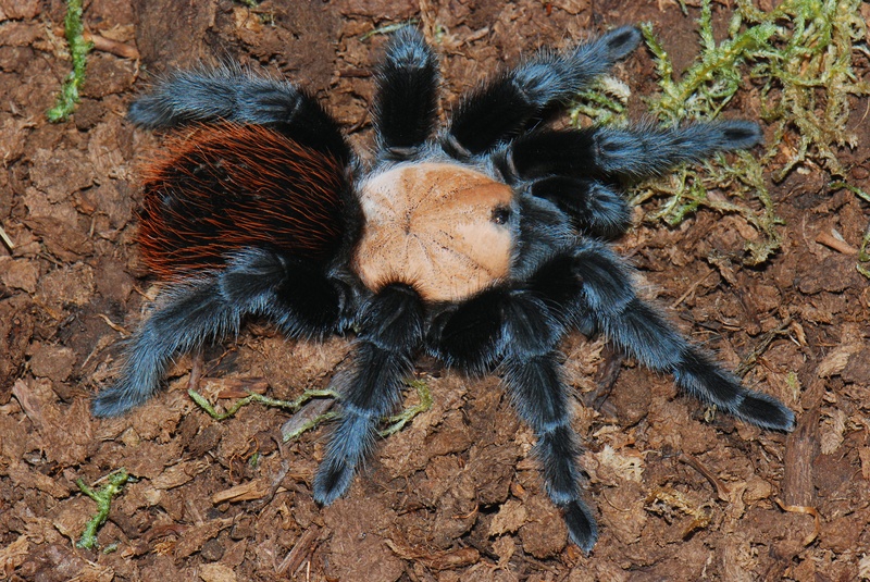 A Pictorial Guide To My Tarantula Collection – Dave the Bug Guy