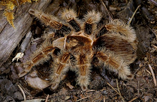 A Pictorial Guide To My Tarantula Collection – Dave the Bug Guy