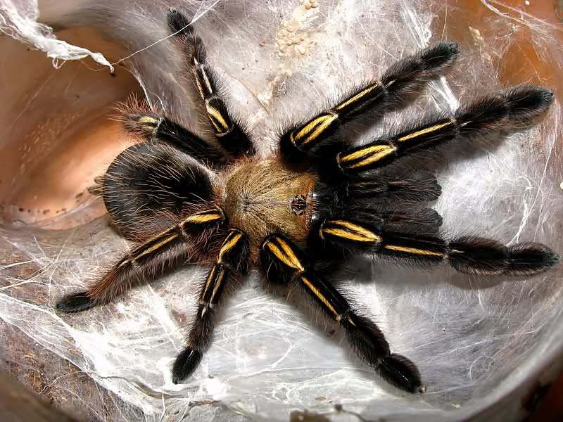SHOOTING TARANTULAS…with a camera of course!
