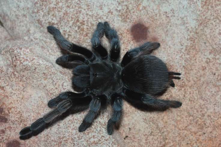 A Pictorial Guide To My Tarantula Collection – Dave the Bug Guy