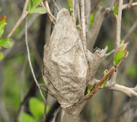 The Thrill of the Hunt: Finding Moth Cocoons in the Wild
