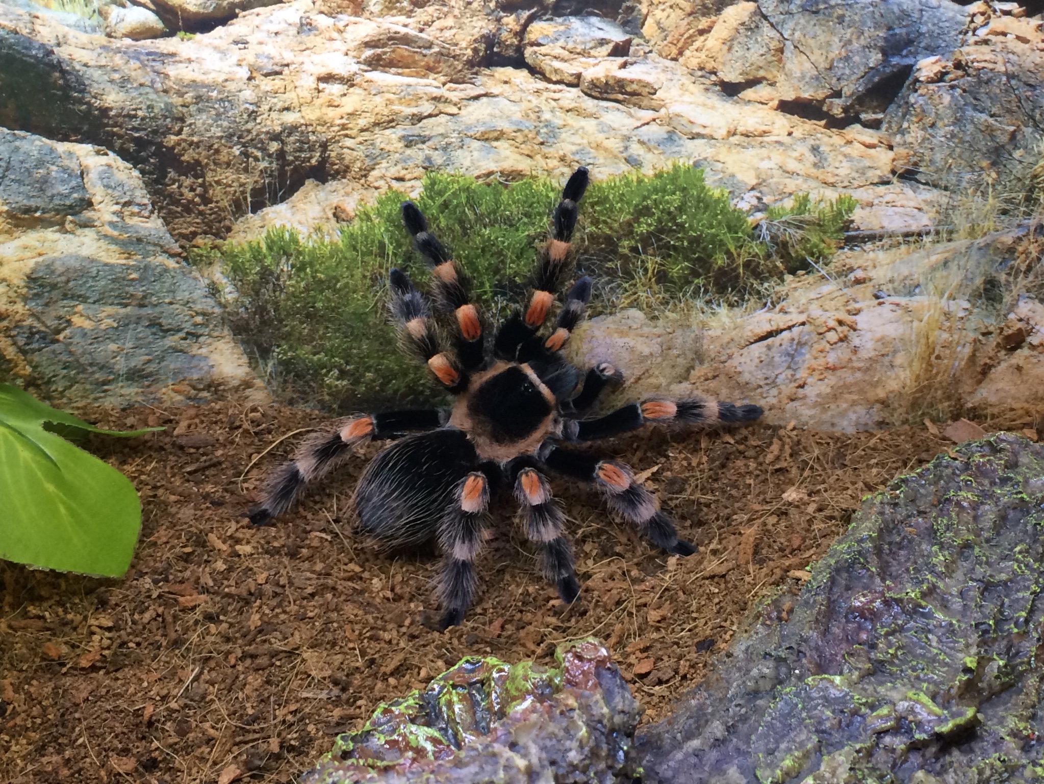 Setting Up A New Tarantula Enclosure