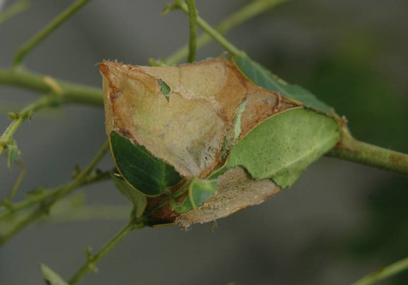 The Thrill of the Hunt: Finding Moth Cocoons in the Wild