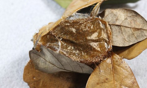 The Thrill of the Hunt: Finding Moth Cocoons in the Wild