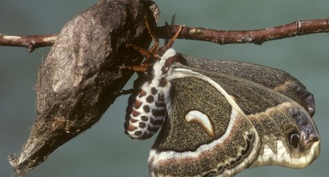 The Thrill of the Hunt: Finding Moth Cocoons in the Wild