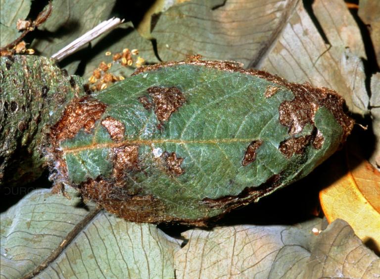 The Thrill of the Hunt: Finding Moth Cocoons in the Wild