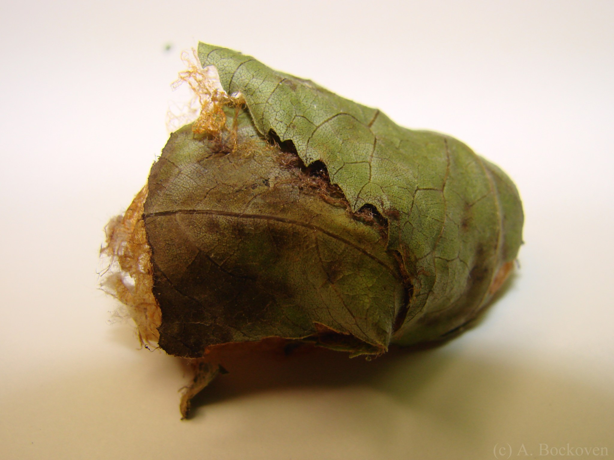 The Thrill of the Hunt: Finding Moth Cocoons in the Wild