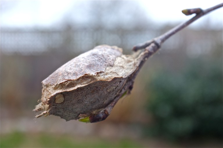 The Thrill of the Hunt: Finding Moth Cocoons in the Wild