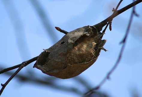 The Thrill of the Hunt: Finding Moth Cocoons in the Wild