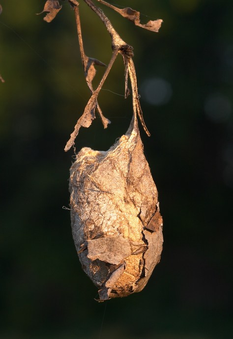The Thrill of the Hunt: Finding Moth Cocoons in the Wild