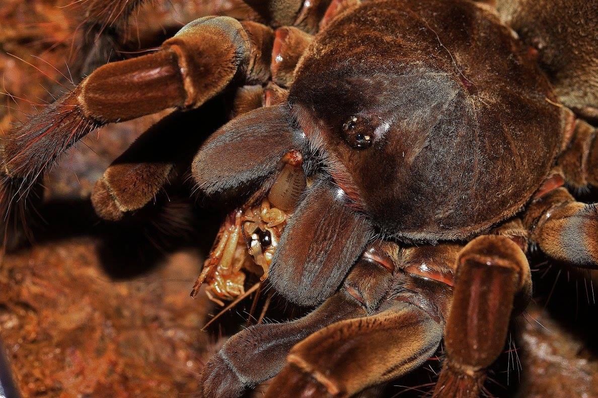 BOOK REVIEW: “Goliath Birdeater: Goliath Birdeaters As Pets” by Adam ...