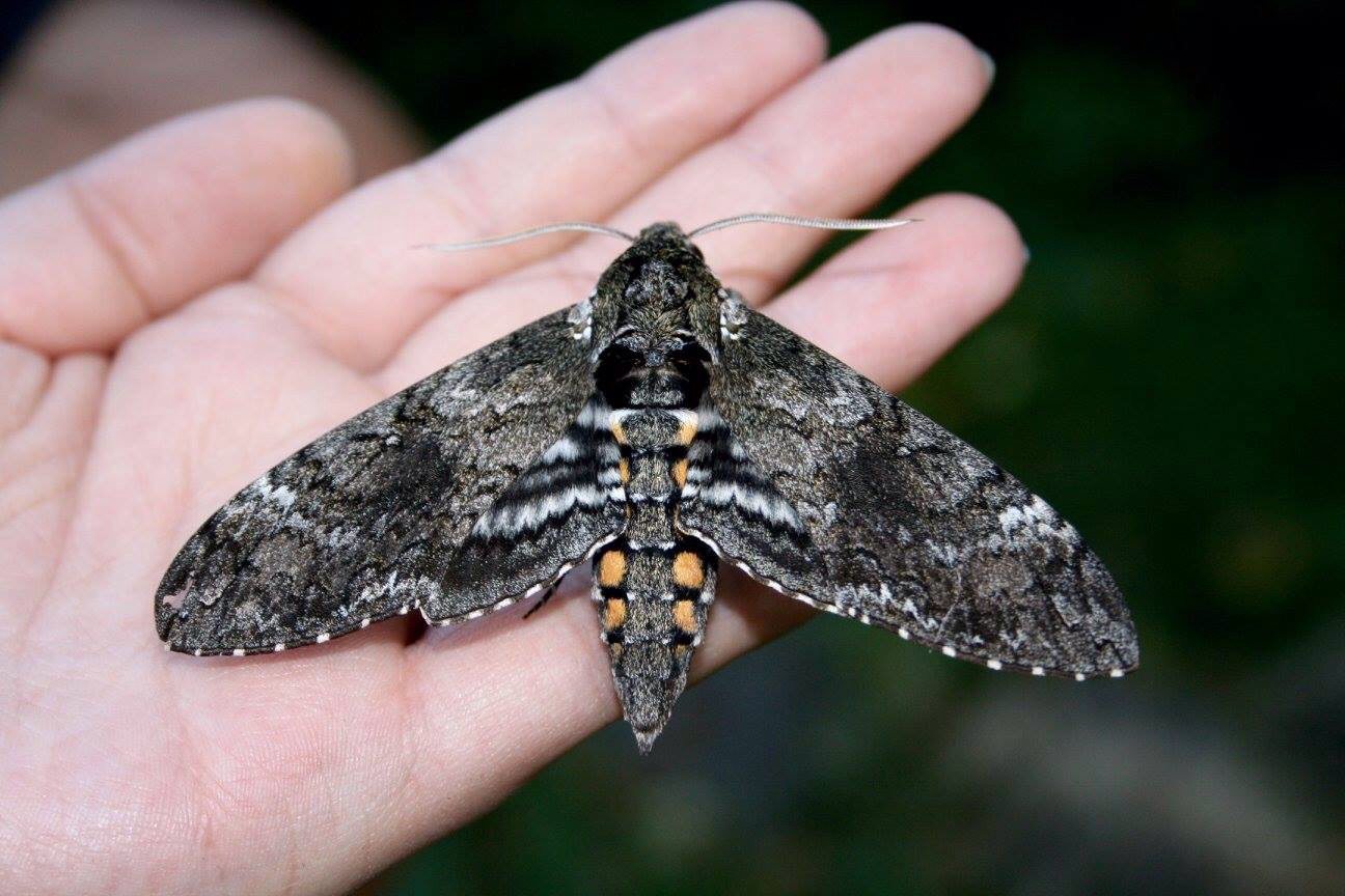 BOOK REVIEW: “Lepidopteran Zoology: How to Keep Moths, Butterflies ...