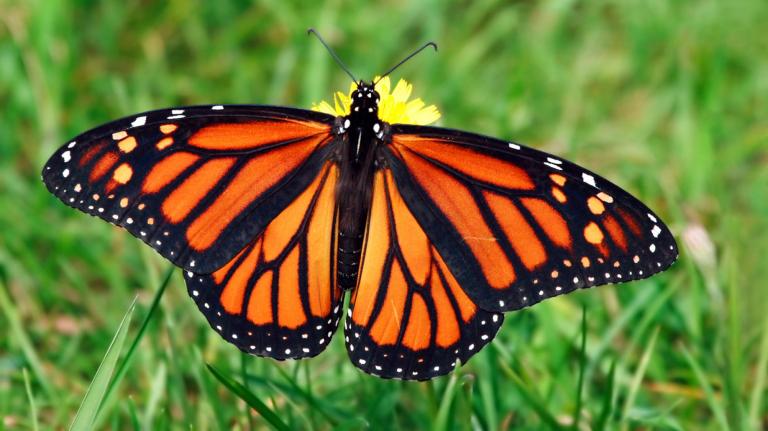 LEPIDOPTERA LIFE CYCLES: The Monarch (Danaus plexippus)