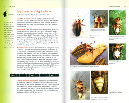 BOOK REVIEW: “Fireflies, Glow-worms, and Lightning Bugs: Identification ...