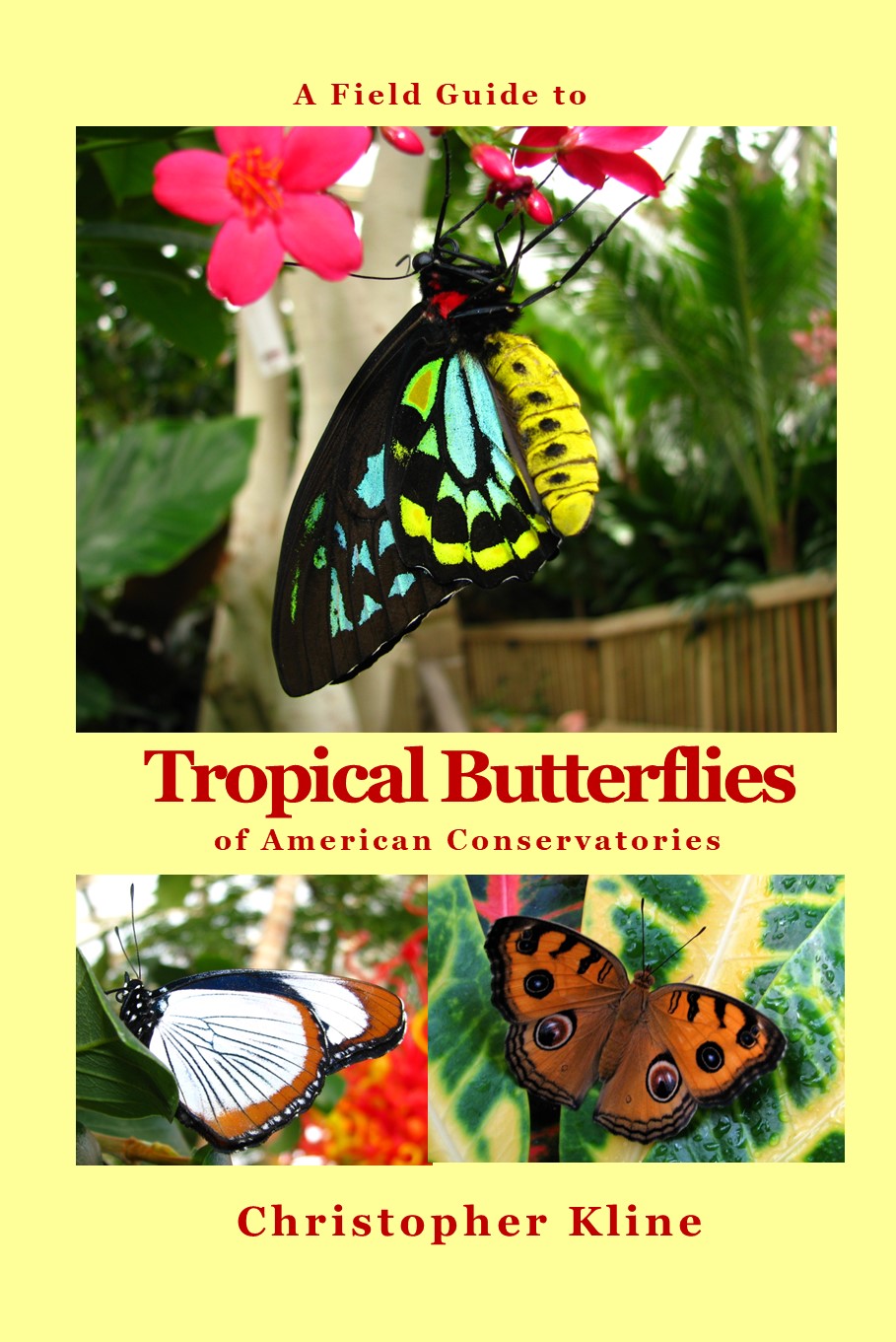 BUGGY BOOK REVIEW: “A Field Guide to Tropical Butterflies of American ...