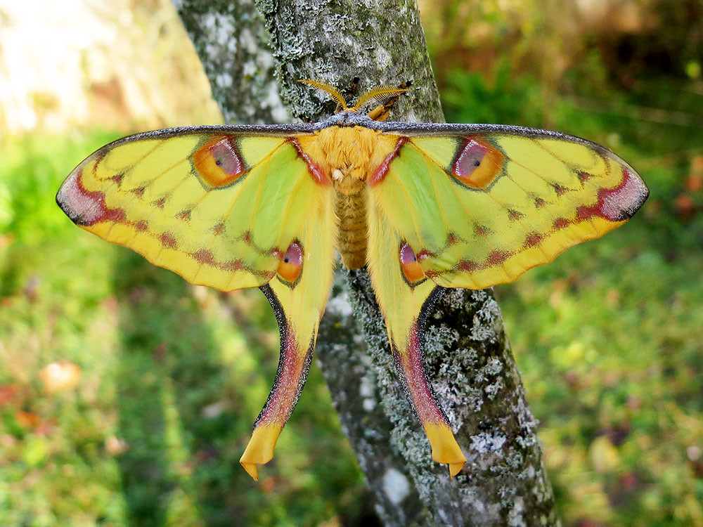 SPECIES SPOTLIGHT: Argema mittrei, the Madagascan Comet Moth