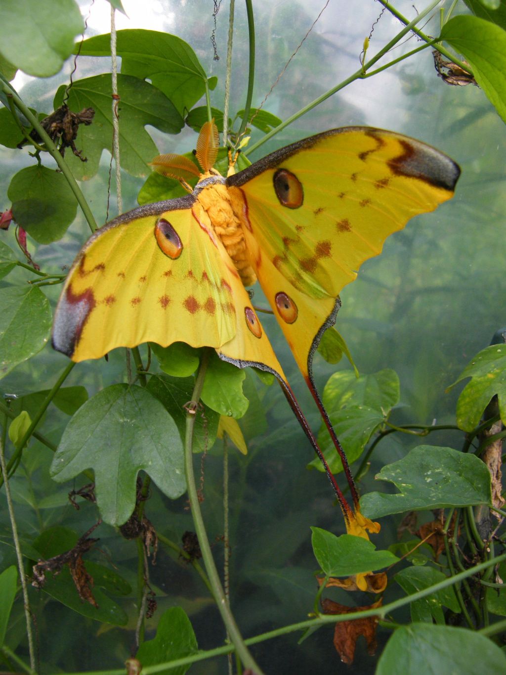 SPECIES SPOTLIGHT: Argema mittrei, the Madagascan Comet Moth