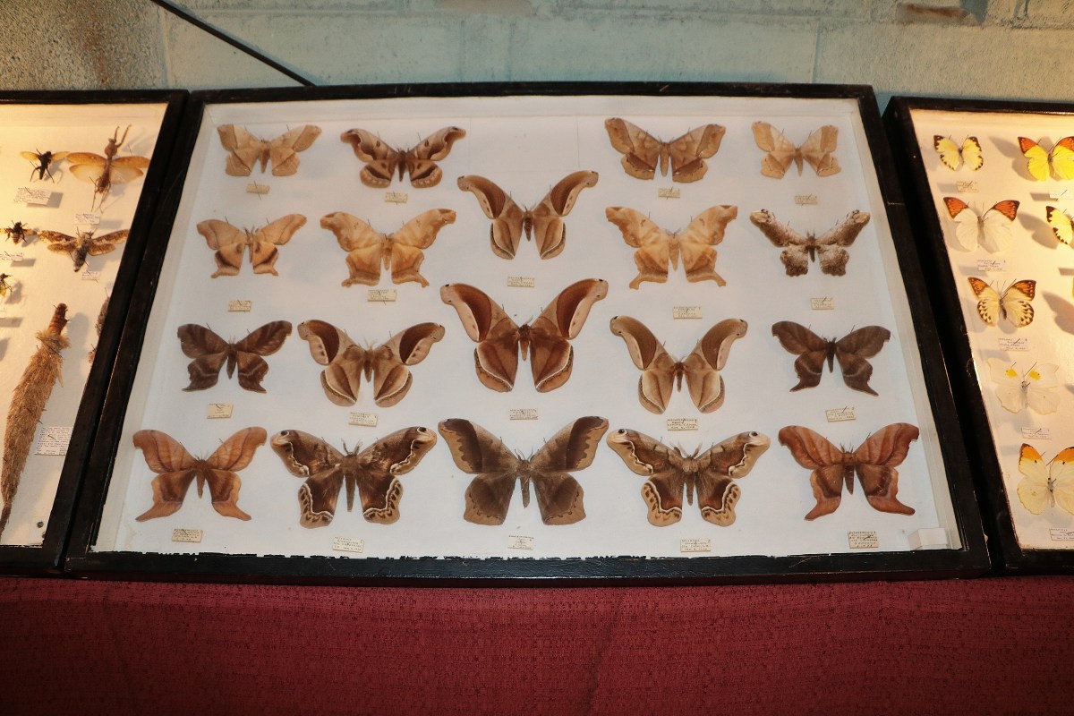 My visit to the May Natural History Museum – Dave the Bug Guy