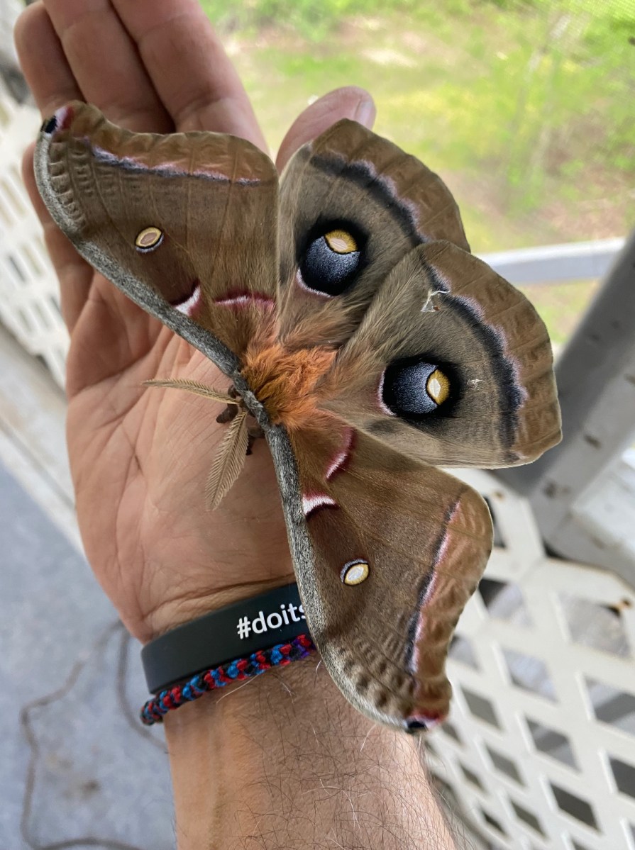 2024 Moth Studies in Richmond, Rhode Island (June 3, 2024) – Dave the ...