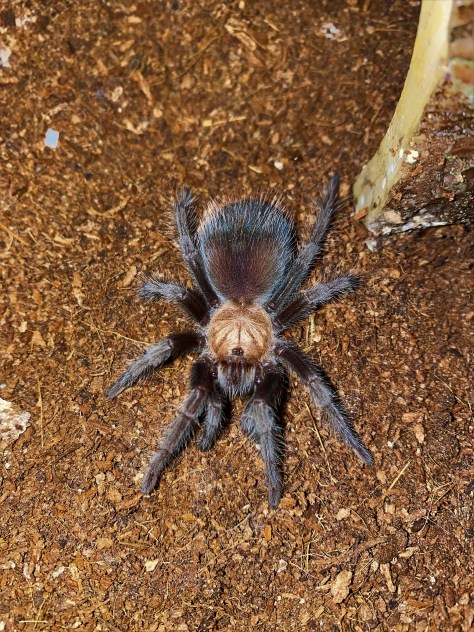SPECIES SPOTLIGHT: Brachypelma albiceps, the Mexican Golden Red Rump