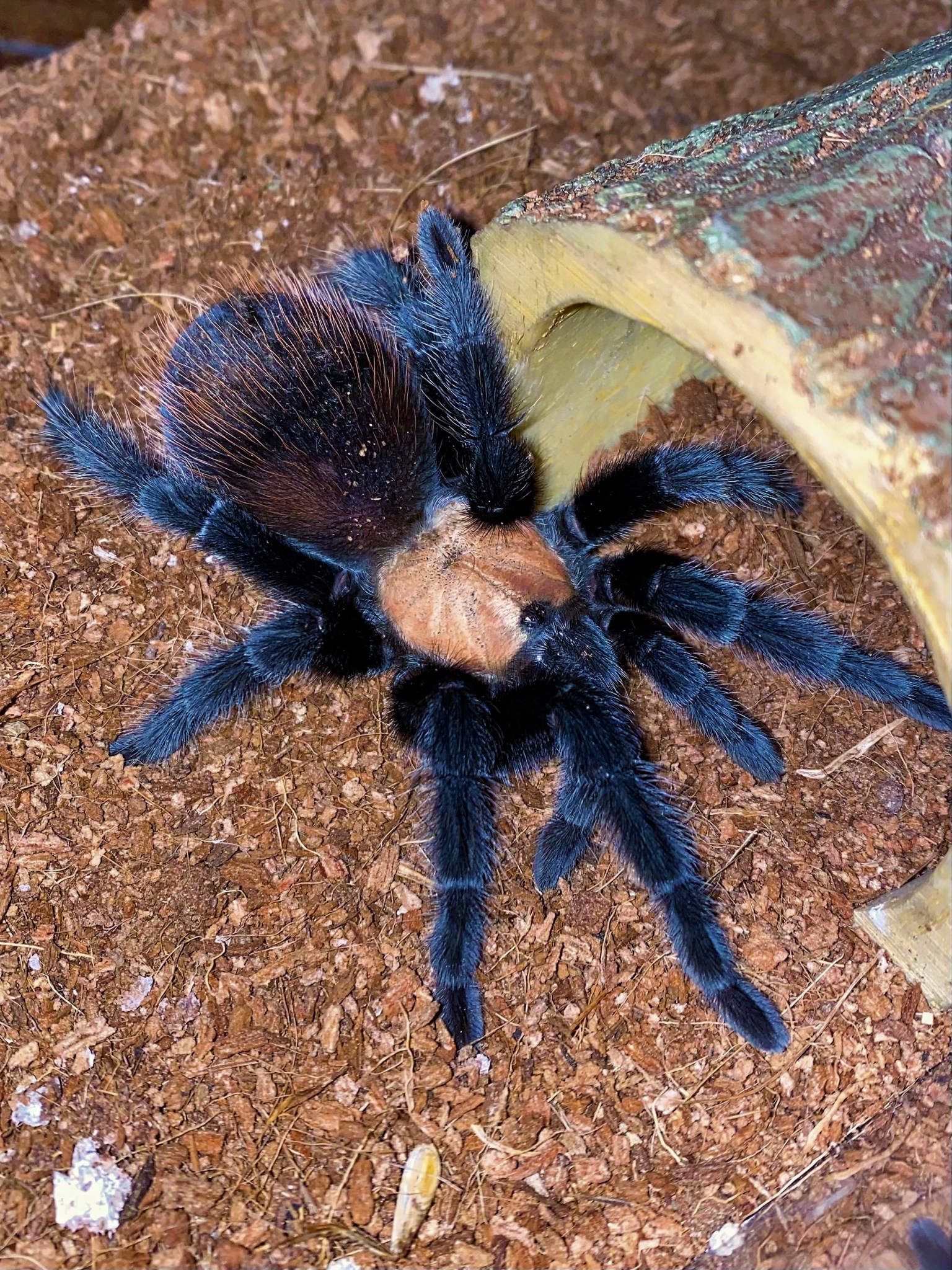 SPECIES SPOTLIGHT: Brachypelma albiceps, the Mexican Golden Red Rump