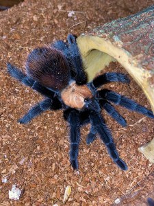 SPECIES SPOTLIGHT: Brachypelma albiceps, the Mexican Golden Red Rump