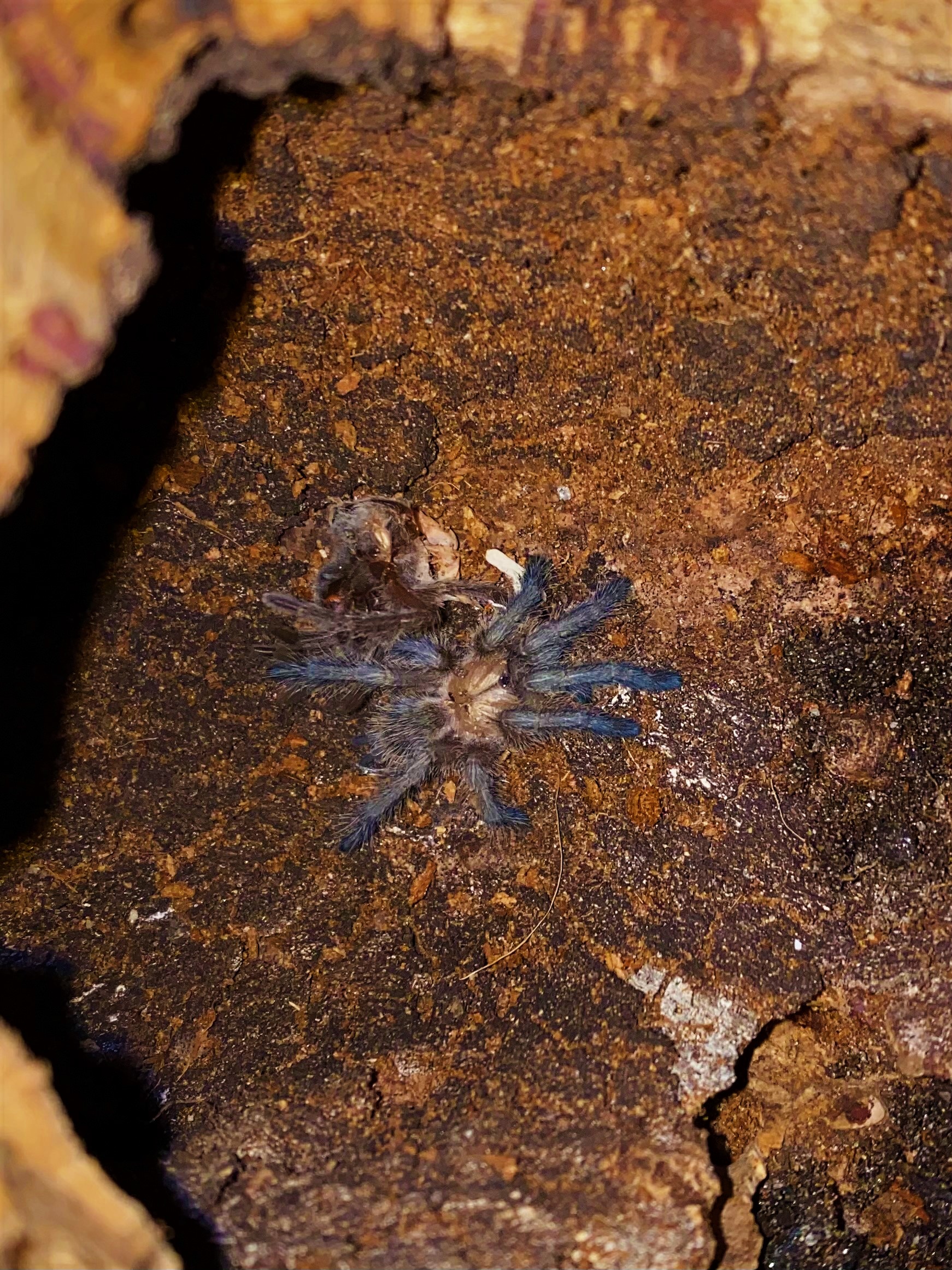 MONOCENTROPUS BALFOURI…AN EXPERIMENT IN COMMUNAL TARANTULAS