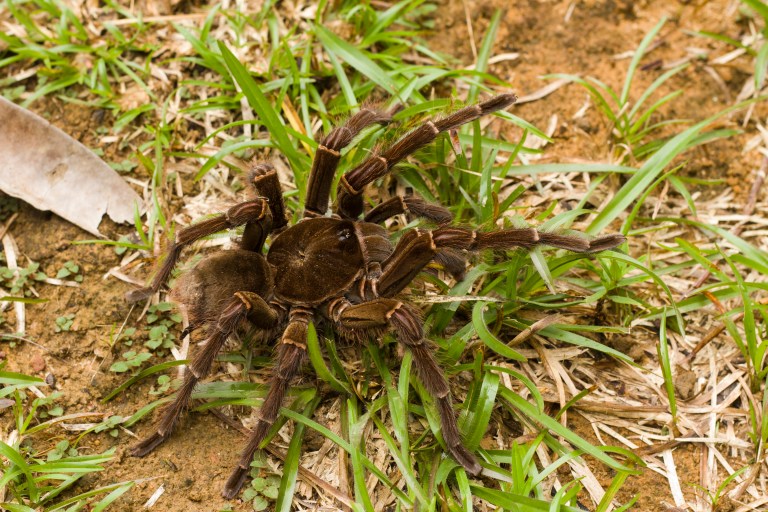 TARANTULA GENUS SPOTLIGHT: Theraphosa, the Goliath Bird Eaters