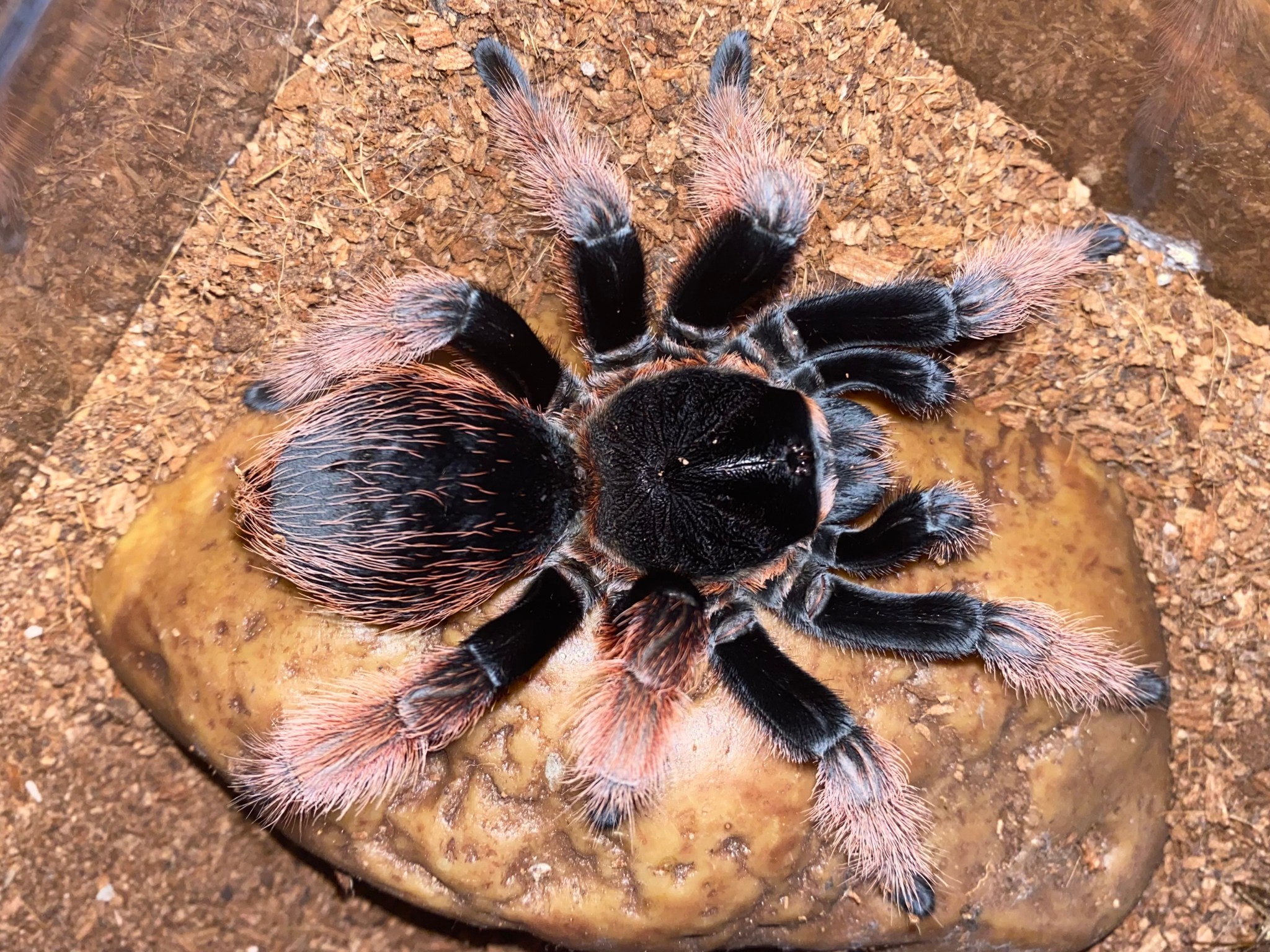 TARANTULA GENUS SPOTLIGHT: Brachypelma