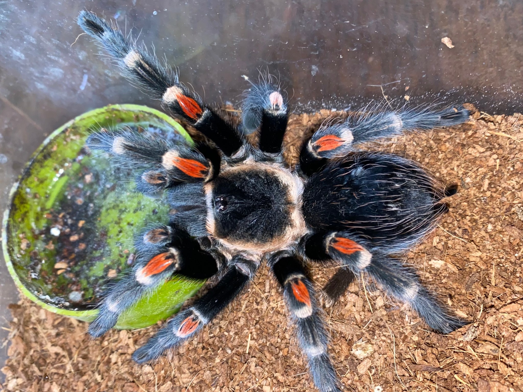 TARANTULA GENUS SPOTLIGHT: Brachypelma