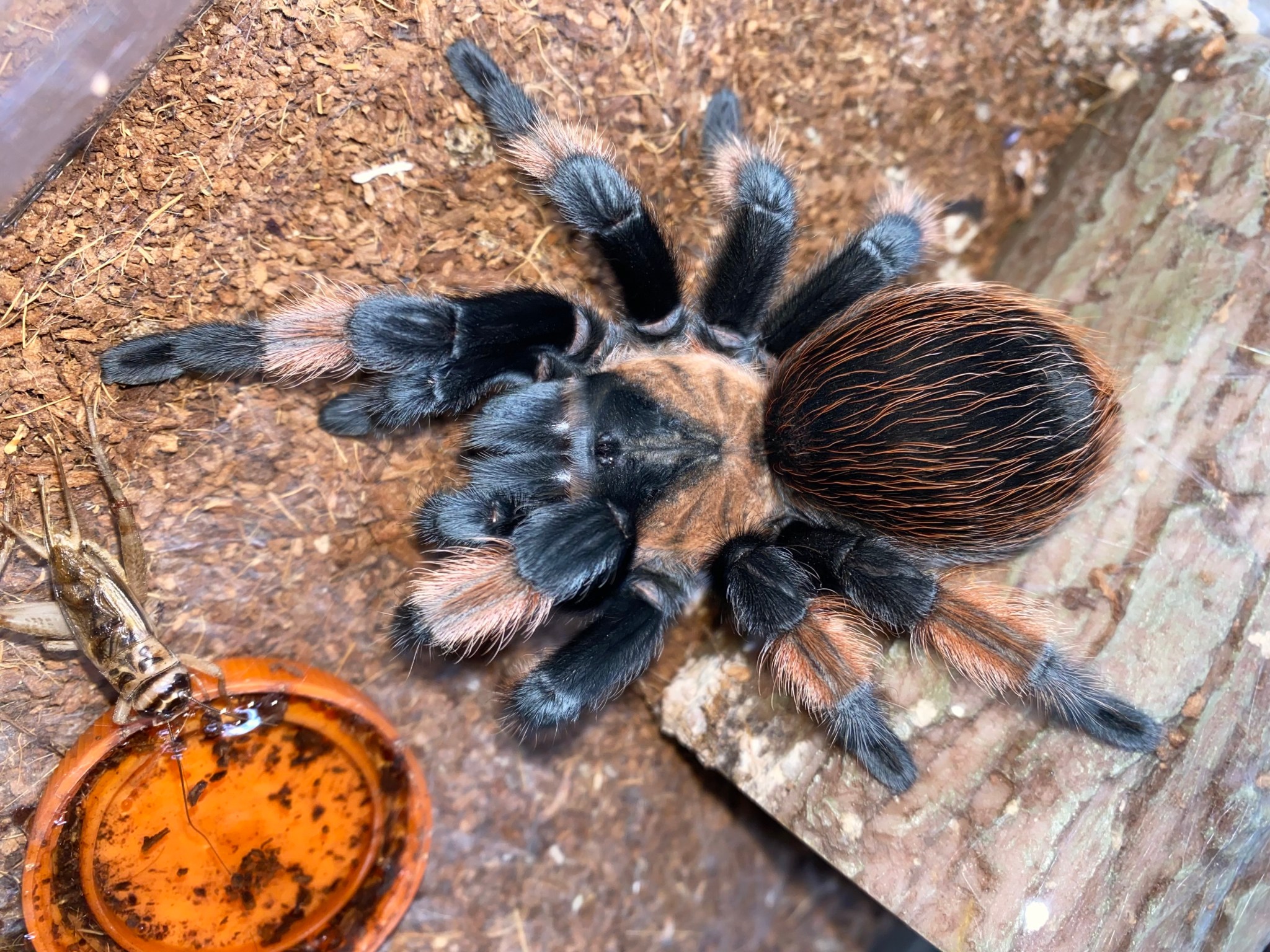 TARANTULA GENUS SPOTLIGHT: Brachypelma