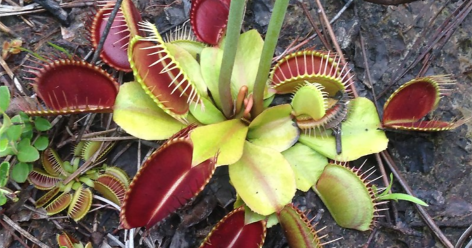 Jaws of the Wetlands: Exploring the Fascinating World of the Venus ...