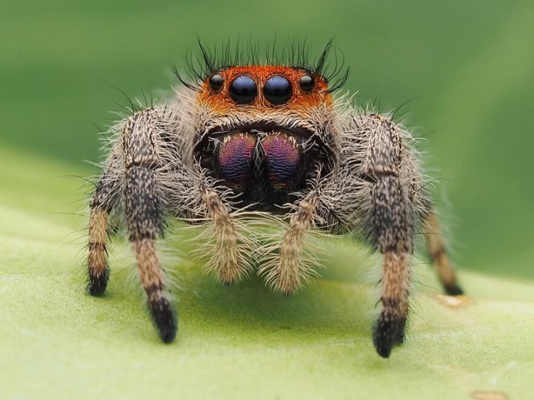 Eight Eyes, Endless Wonders: The World of Jumping Spiders