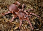 Burrowing Behemoth: Secrets of the King Baboon Spider