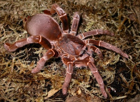 Burrowing Behemoth: Secrets of the King Baboon Spider