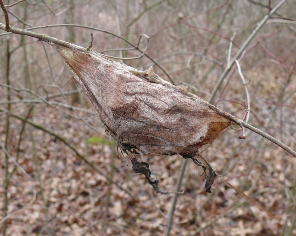 Hyalophora cecropia: A Giant Among Silk Moths