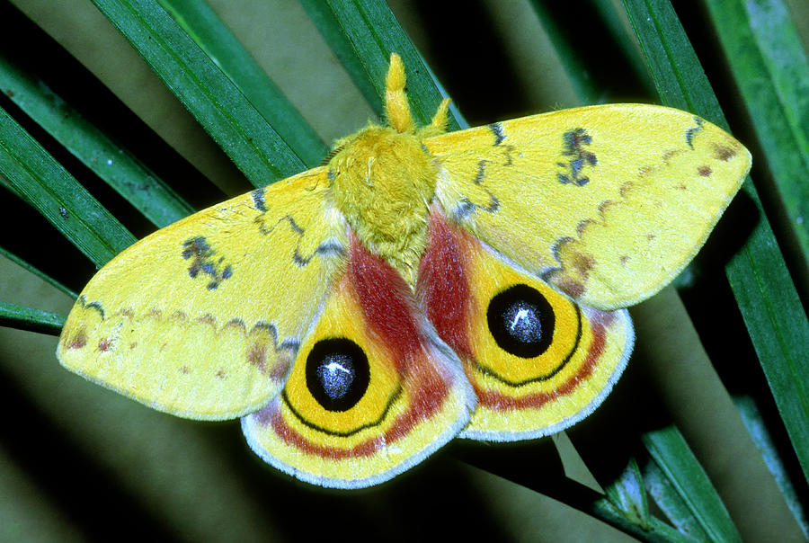 The Striking Beauty and Hidden Defenses of the Io Moth: Automeris io
