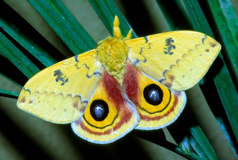The Striking Beauty and Hidden Defenses of the Io Moth: Automeris io
