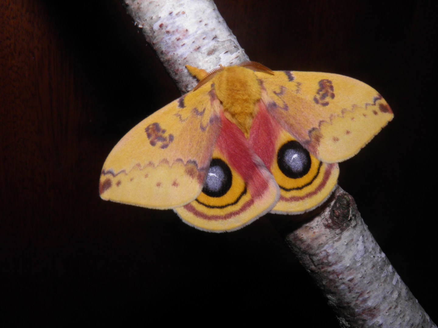 The Striking Beauty and Hidden Defenses of the Io Moth: Automeris io