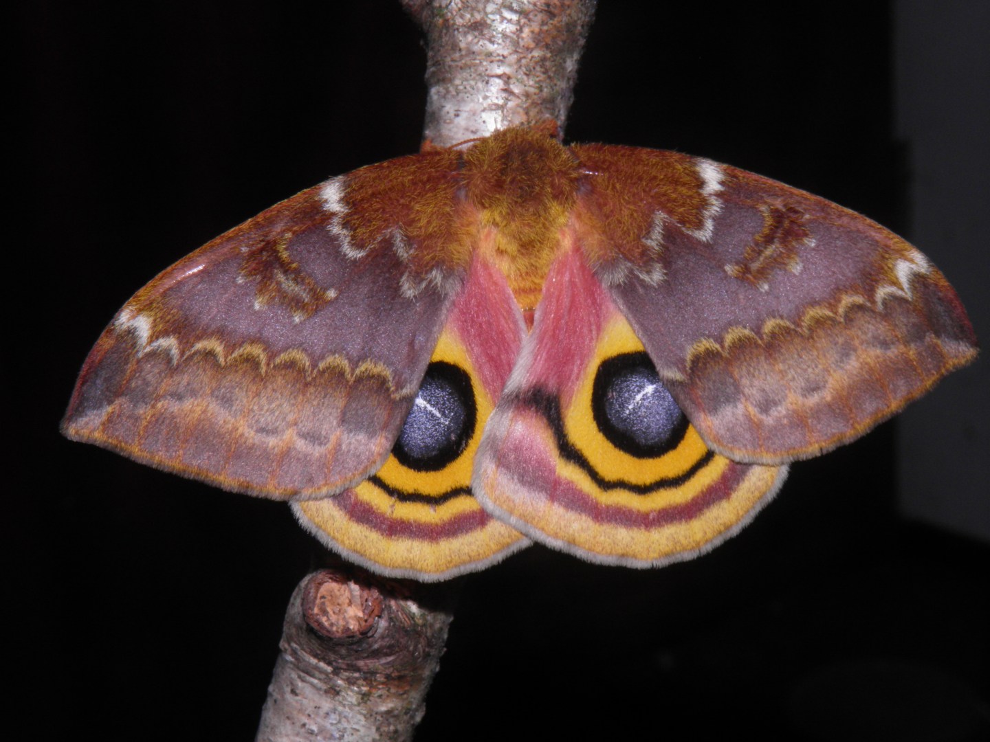 The Striking Beauty and Hidden Defenses of the Io Moth: Automeris io
