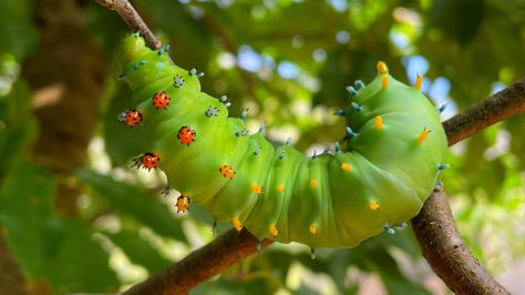 Hyalophora cecropia: A Giant Among Silk Moths