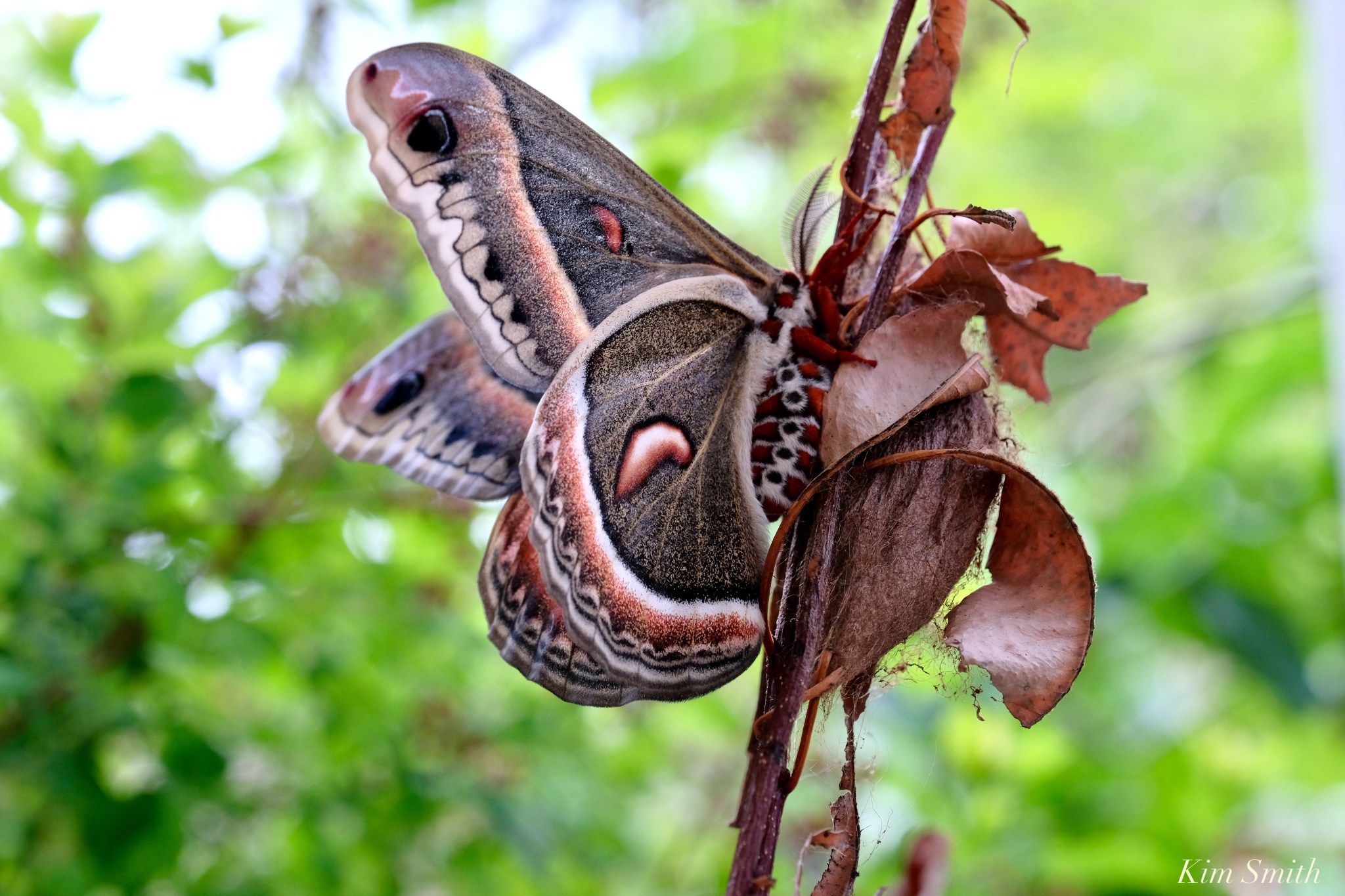 Hyalophora cecropia: A Giant Among Silk Moths