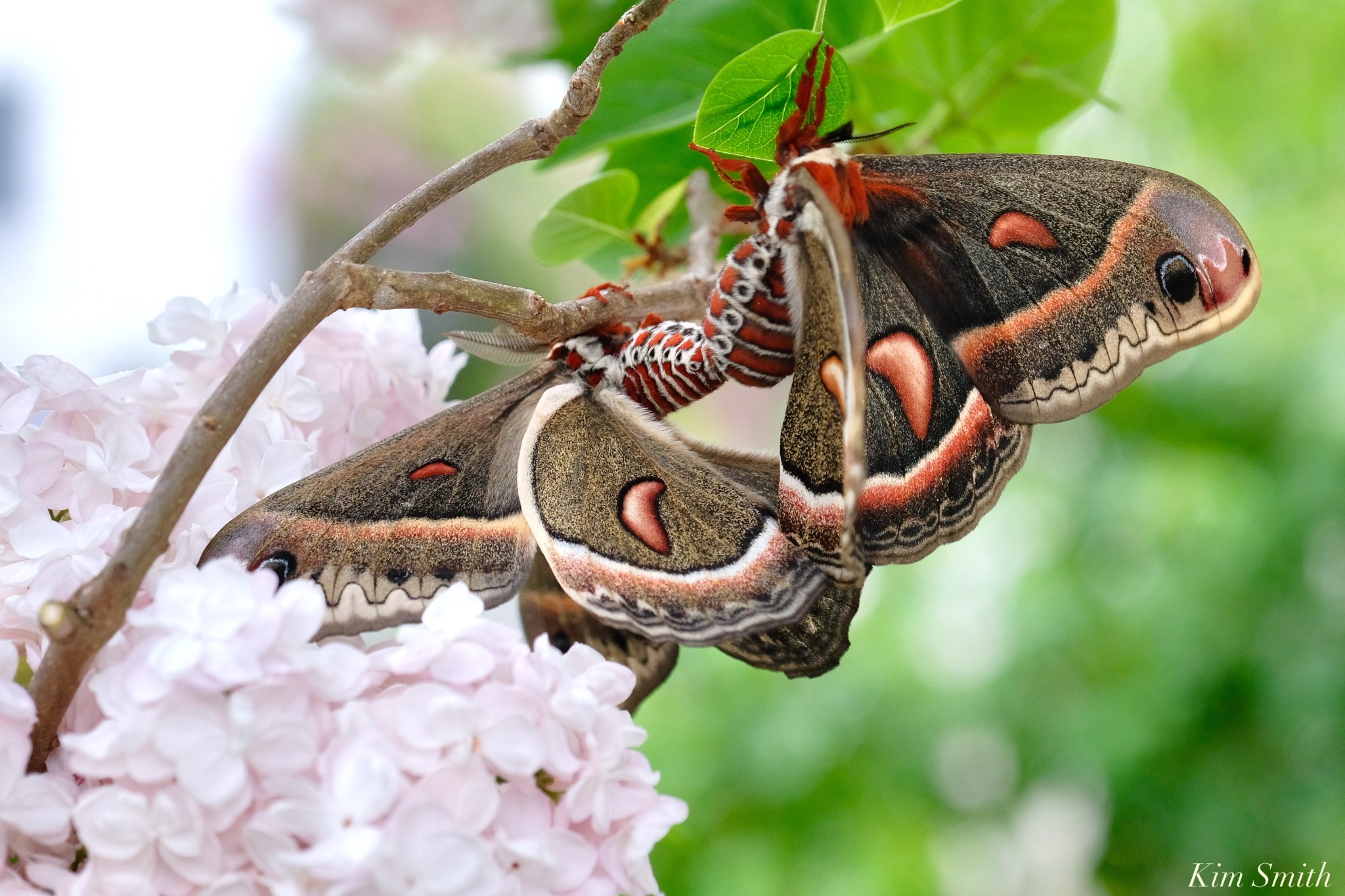 Hyalophora cecropia: A Giant Among Silk Moths