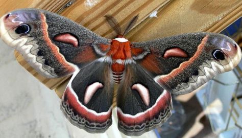Hyalophora cecropia: A Giant Among Silk Moths