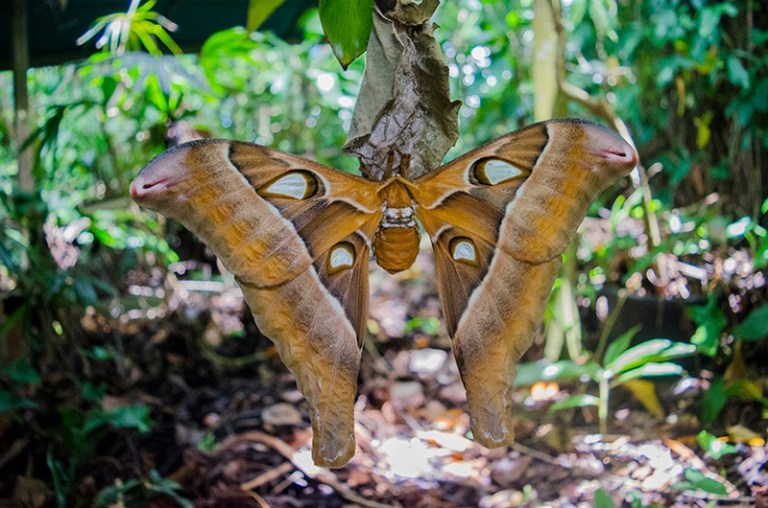 The Hercules Moth: A Moth of Mythic Proportions
