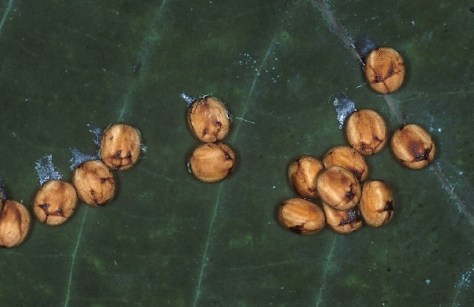 The Hercules Moth: A Moth of Mythic Proportions