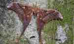 The Hercules Moth: A Moth of Mythic Proportions