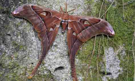 The Hercules Moth: A Moth of Mythic Proportions